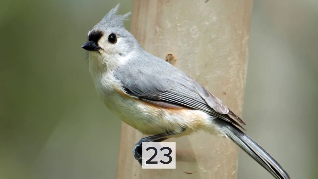 30 birds found in the St. Louis, MO area - YouTube