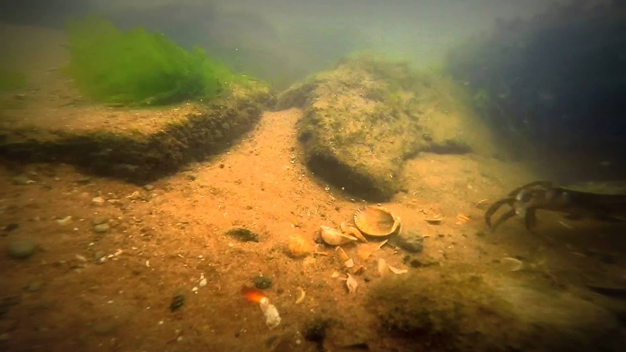 Under the Sea /Rock pool at Burry Port - YouTube