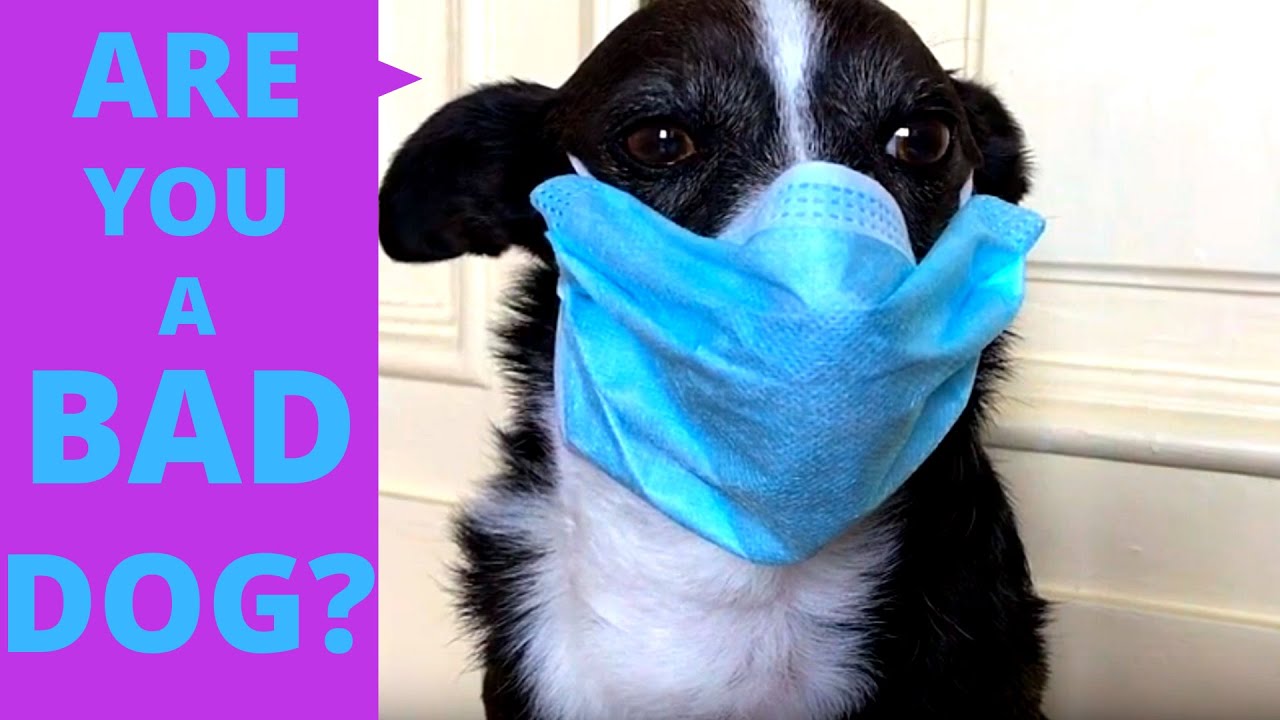 Dog wears face mask | quarantine vlogs funny - YouTube