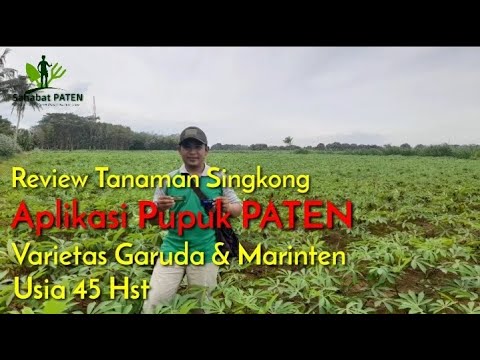 Review Singkong Hasil Aplikasi 2x Pupuk PATEN Varietas GARUDA ...