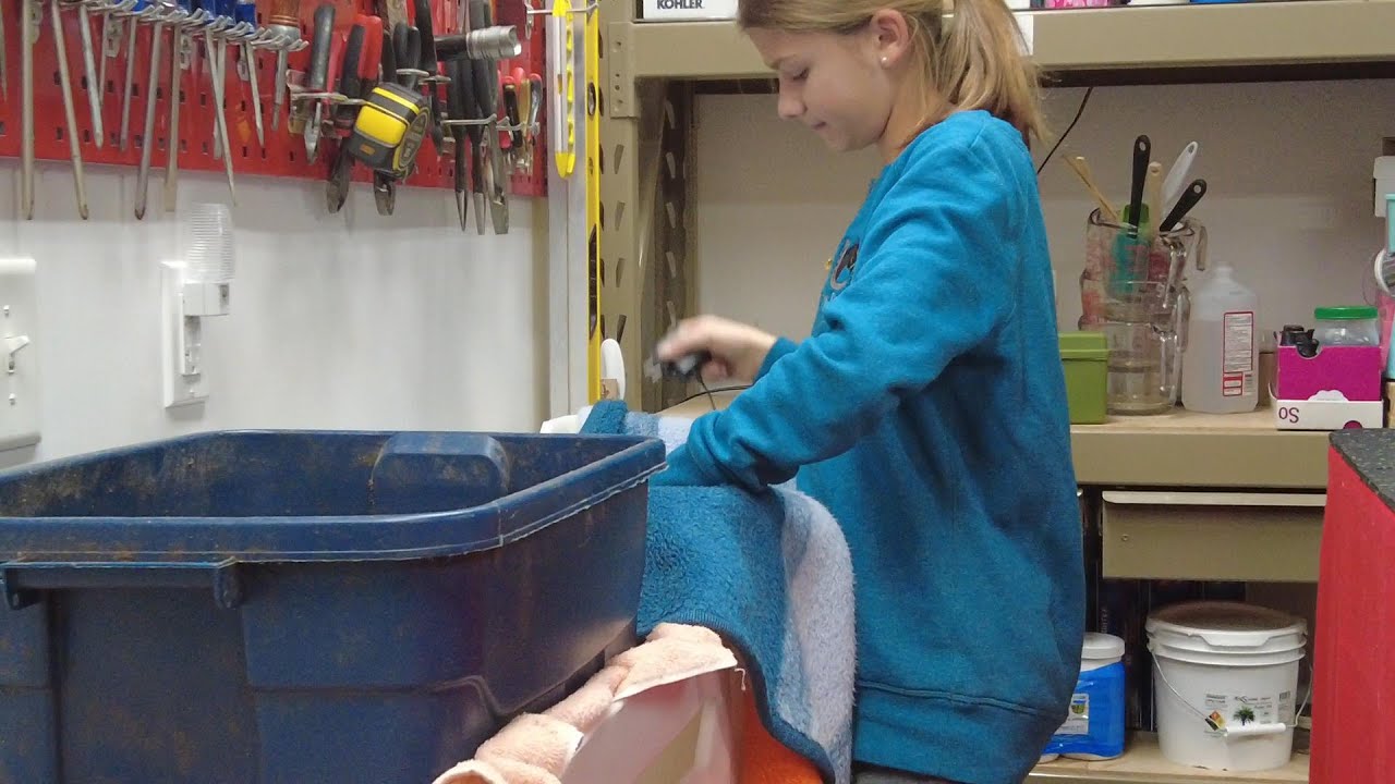 DIY Worm Farm is a Amazing Backyard Science Biology Project for Kids ...