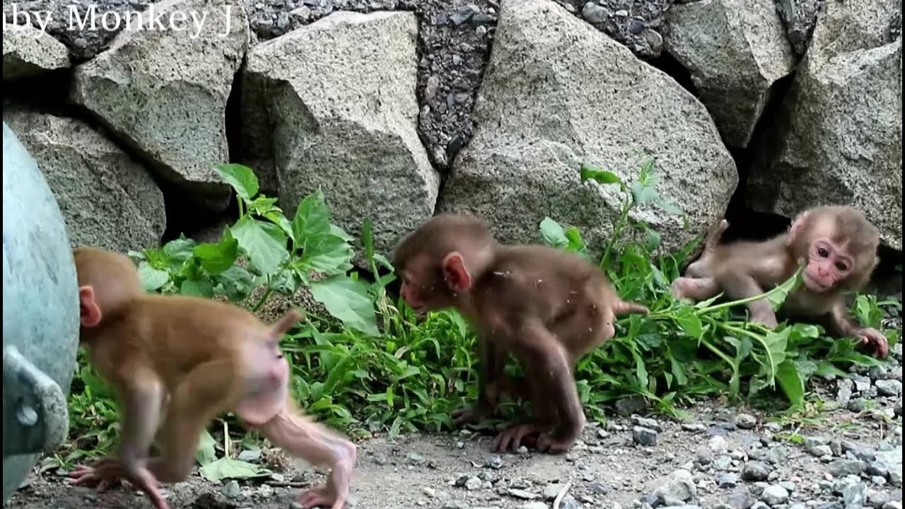 Baby monkey playing with various things - YouTube