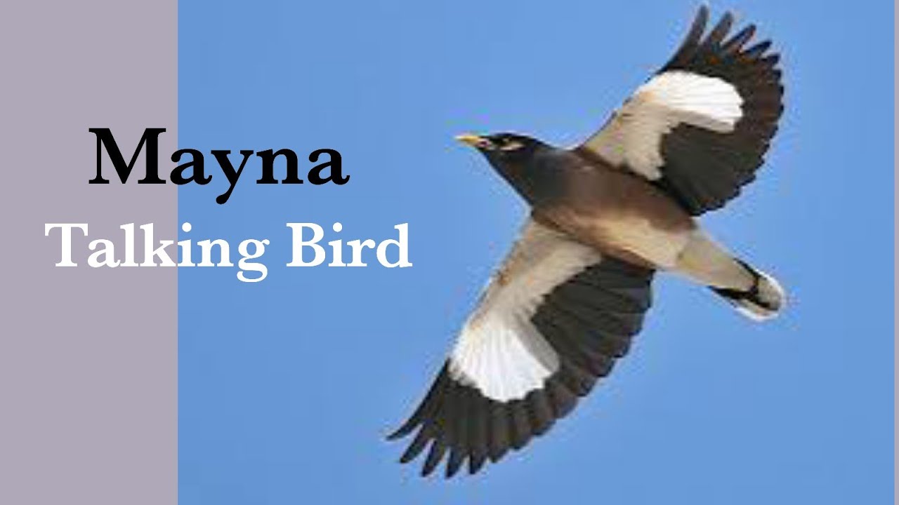 Common Mayna ( acridotheres tristis ) Taking Bird #mayna - YouTube