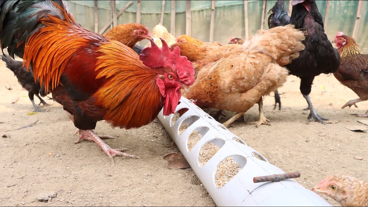Best out of Waste. Make an Easy PVC Chicken Feeder at Home. |DIY| - YouTube