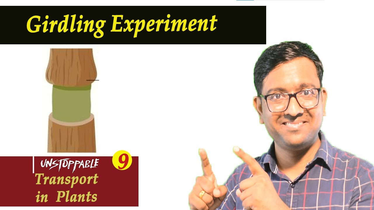 Girdling Experiment I Transport In Plants I NEET I Dr Kunal (KT) - YouTube