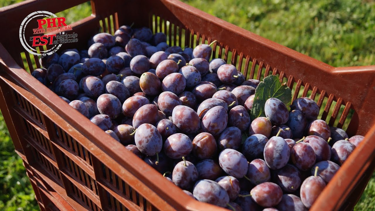 Mirabelles et Quetsches d'Alsace - YouTube