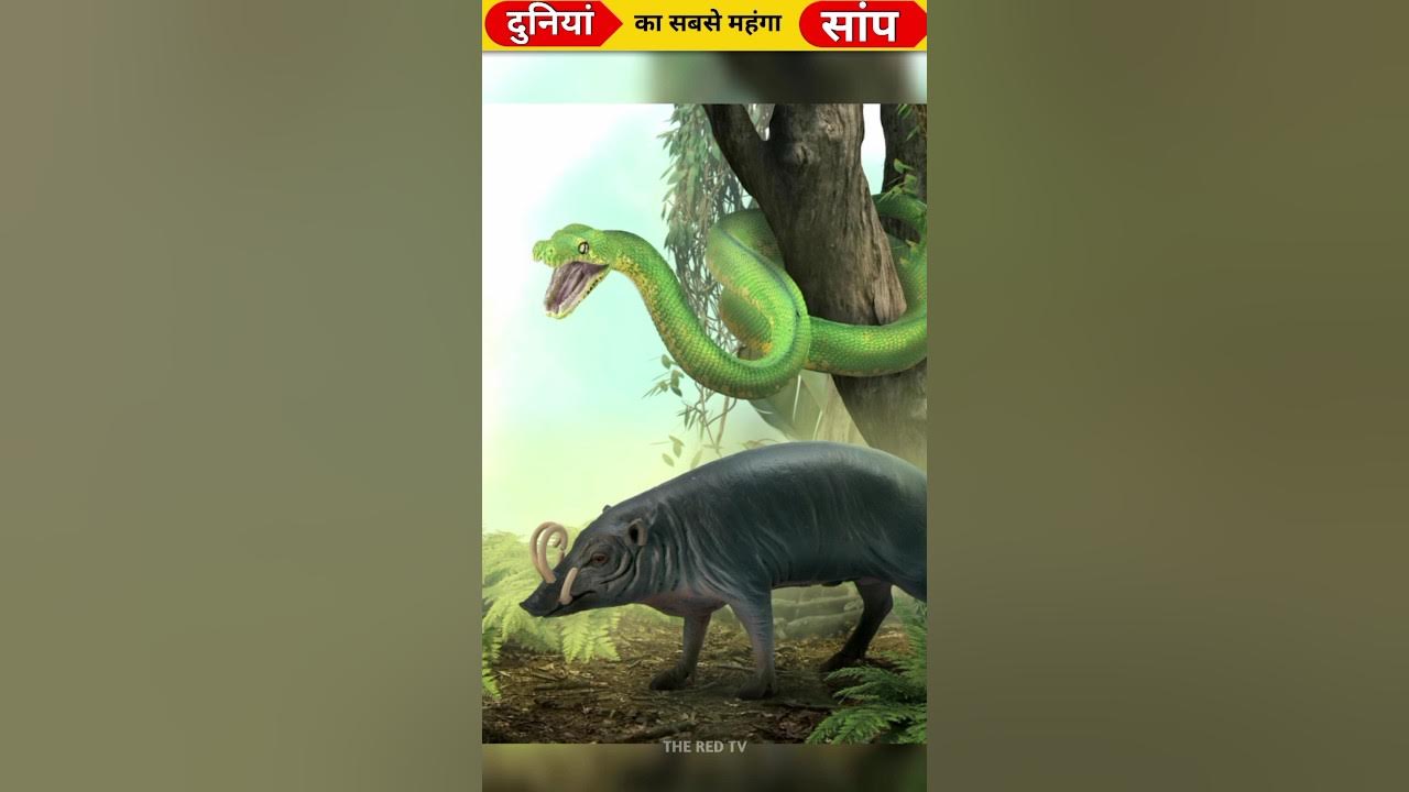 This is the world's most expensive snake youtube shorts - YouTube