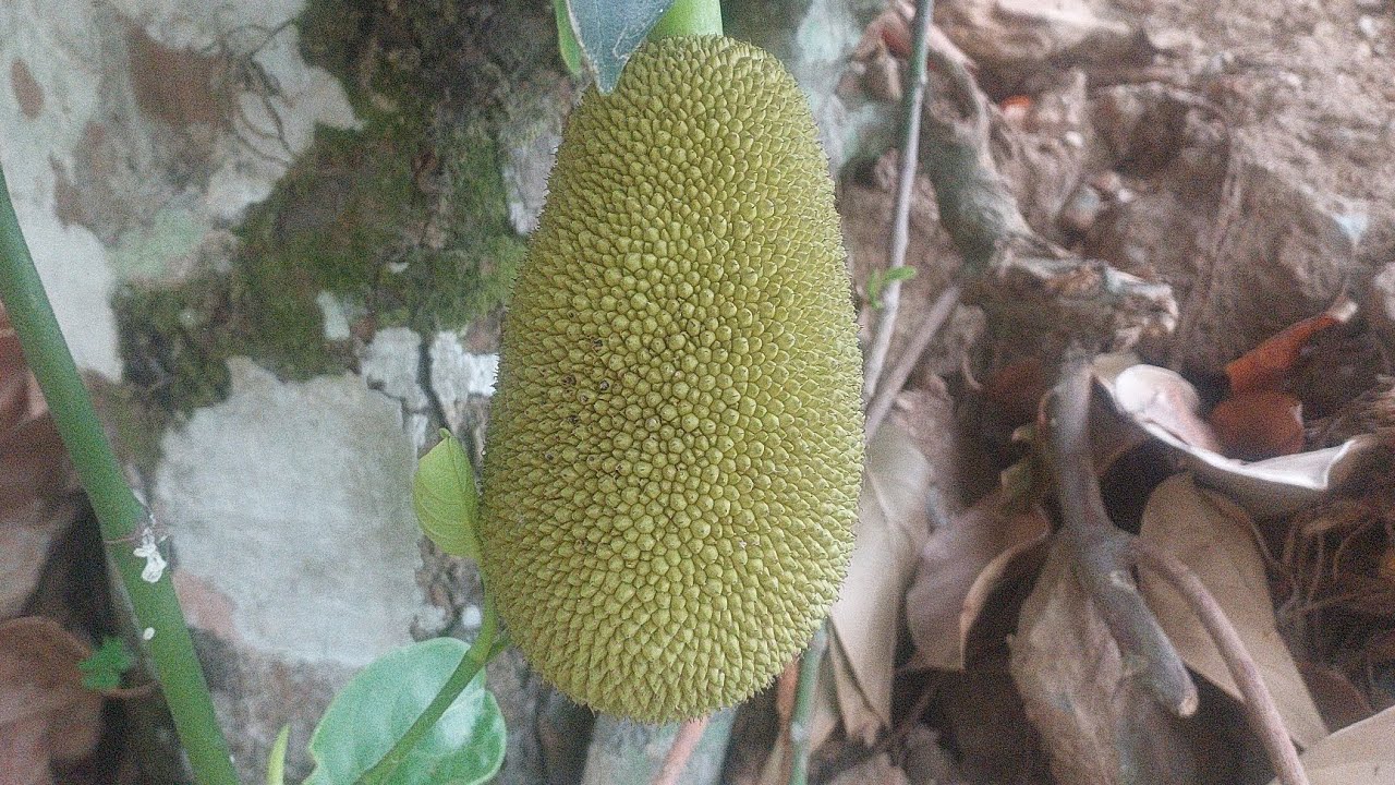 KATAR JACKFRUIT A proper view - YouTube