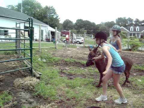 Jumping Donkeys - YouTube