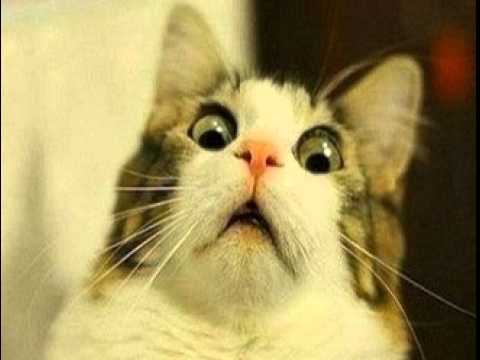 isso e fofo? - YouTube