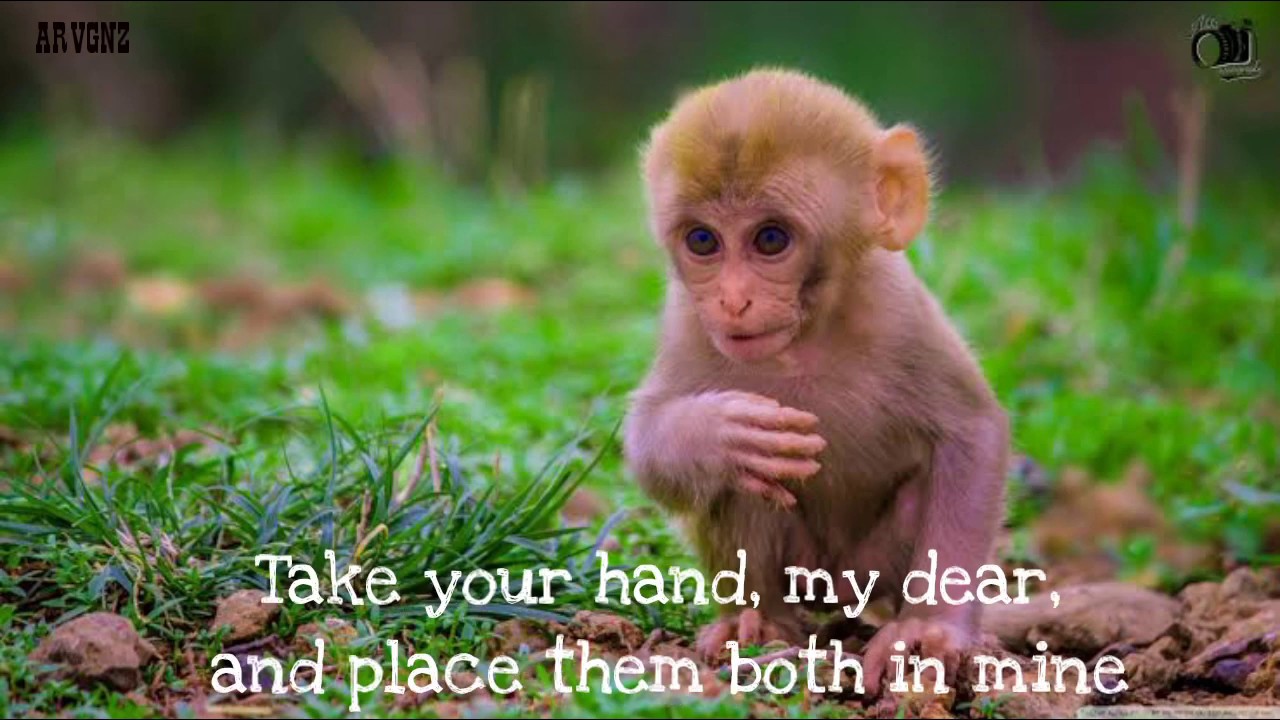 Tones And I - Dance Monkey // ( Lyrics ) - YouTube