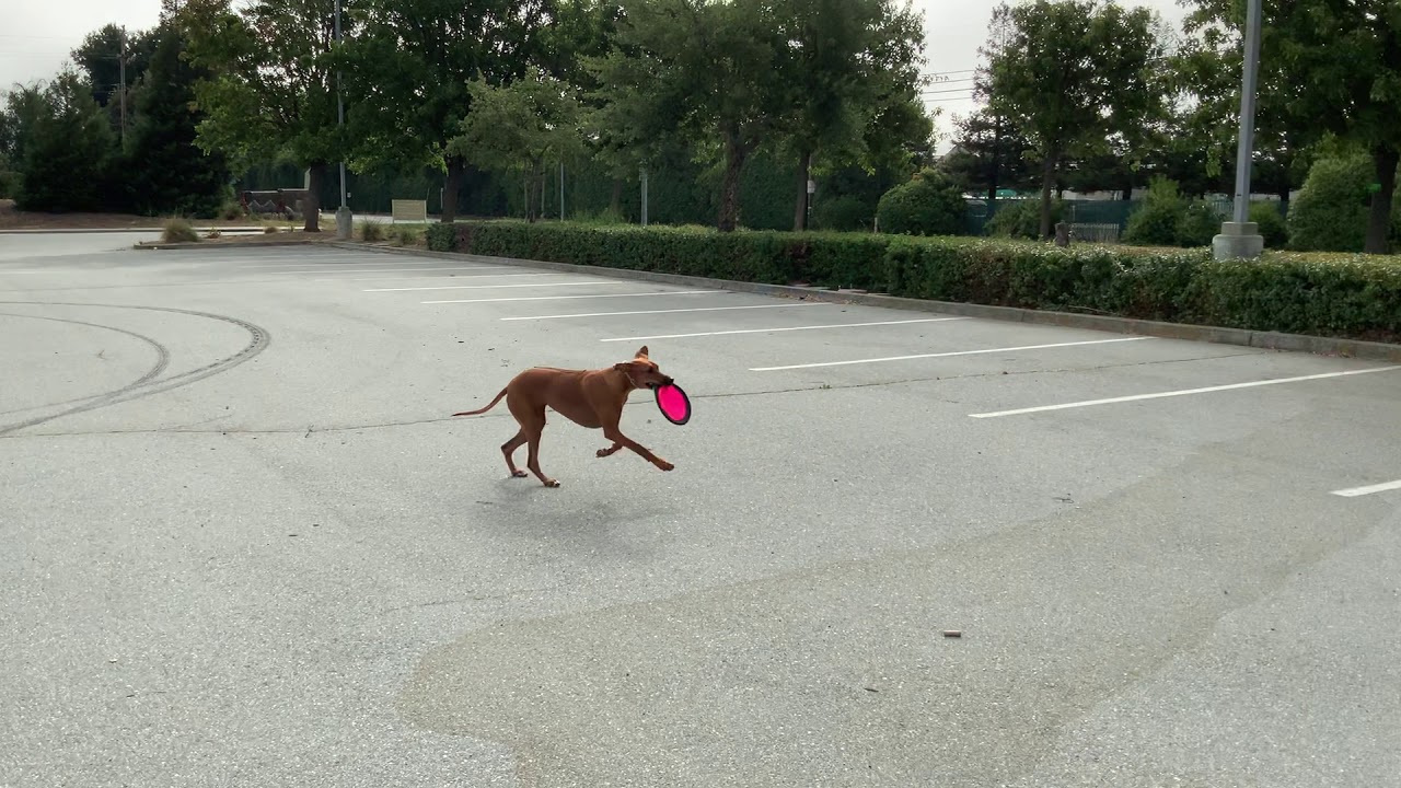 IMG 007. Riley’s Novice Trick Dog part 1 - YouTube