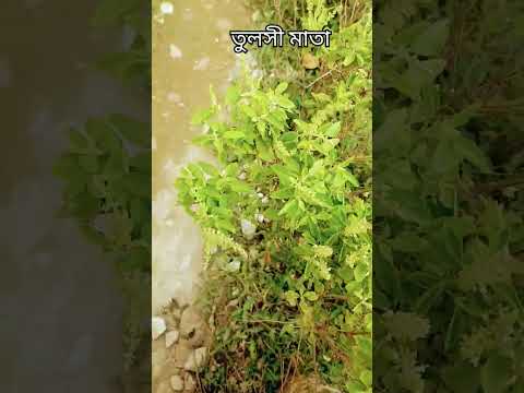 তুলসী গাছে কাৱ বাস জেনে নাও #tulsi #gita #tulsimata #reels #gacha # ...