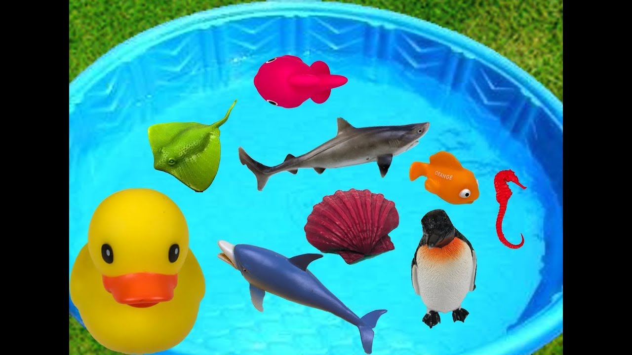 Ocean Animals in Pool of Water to Learn Colors for Kids - YouTube