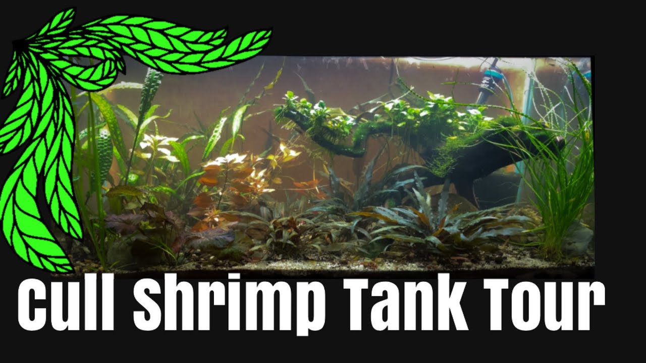 Cull Shrimp Tank Tour #shorts - YouTube