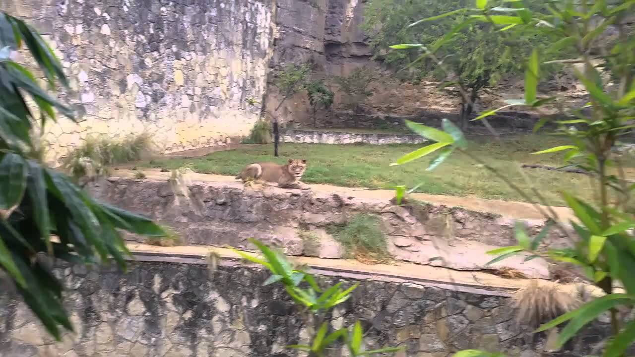 Loud lion roar at the zoo - YouTube