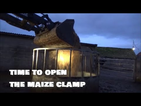 TIME TO OPEN THE MAIZE CLAMP - YouTube