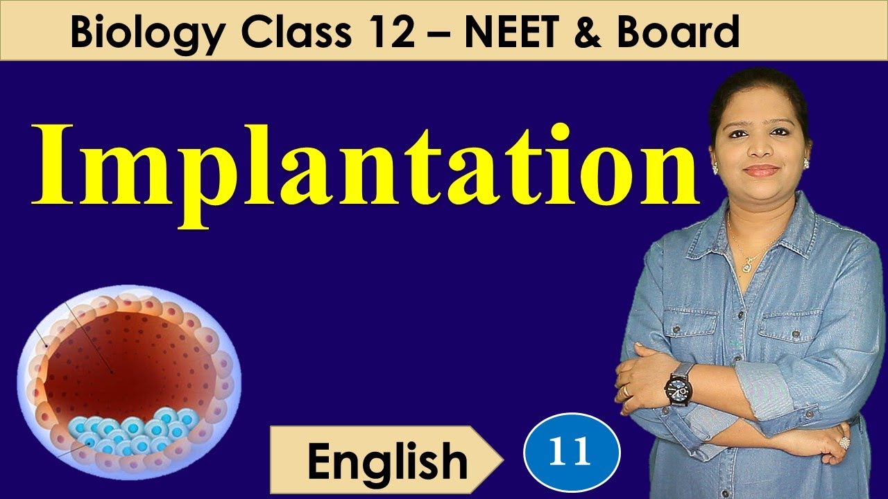 Blastulation and Implantation | Human Reproduction (NCERT Class 12 ...