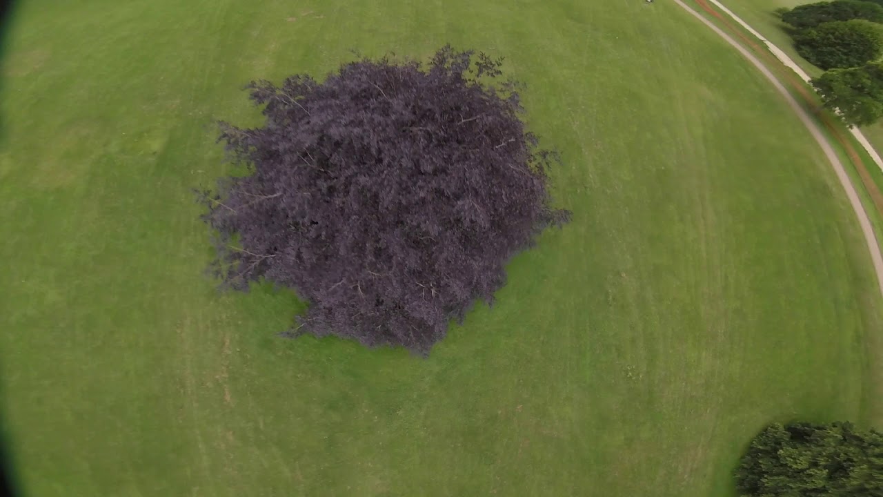 Moate Park FPV Freestyle | Mexican Luke - YouTube