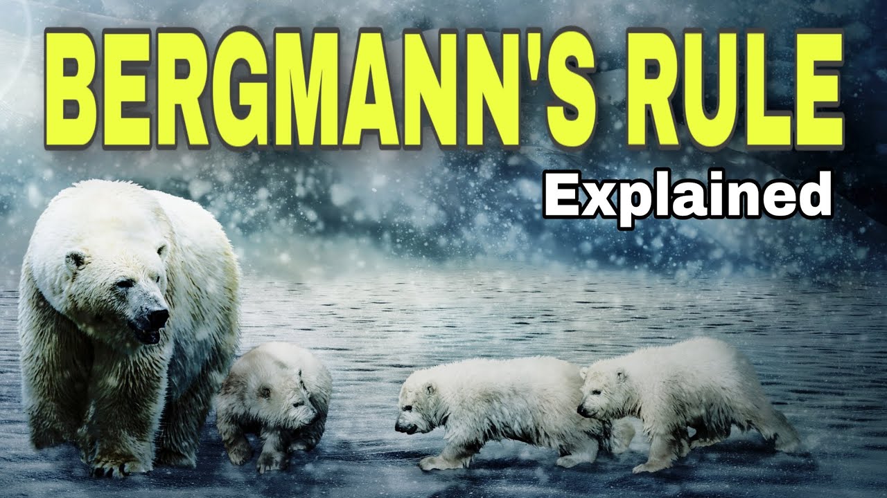 BERGMANN'S RULE EXPLAINED | CARL BERGMANN | EXAMPLES OF BERGMANN'S RULE ...