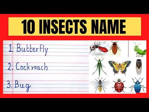 Insects Name/Types of Insects/ Learn Insects name in English/ Insects ...