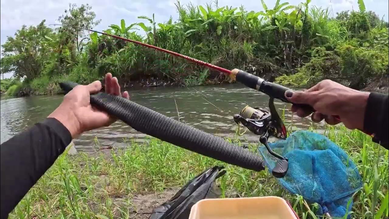 MANCING RED DEVIL DI SUNGAI MERWE PAKAI UMPAN UDANG HIDUP - YouTube