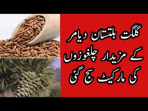 Diamer Gilgit is the home of chilgoza forest, process of sepration ...