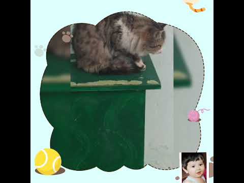 Yeməkdən sonra temizlənən MİNOŞUM😺😻