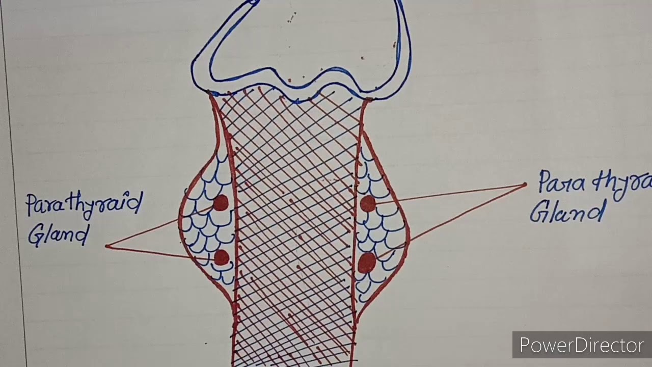 Parathyroid gland - YouTube