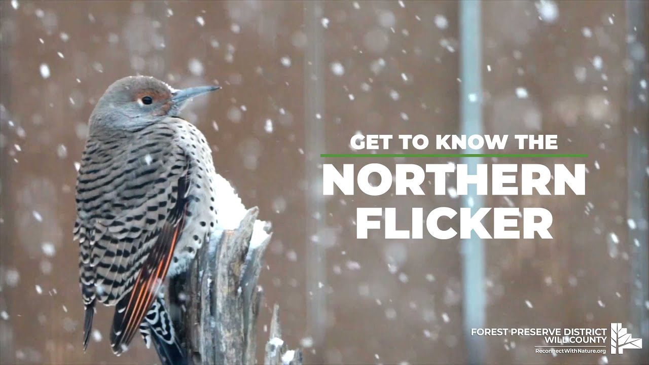 Get To Know The Northern Flicker - YouTube