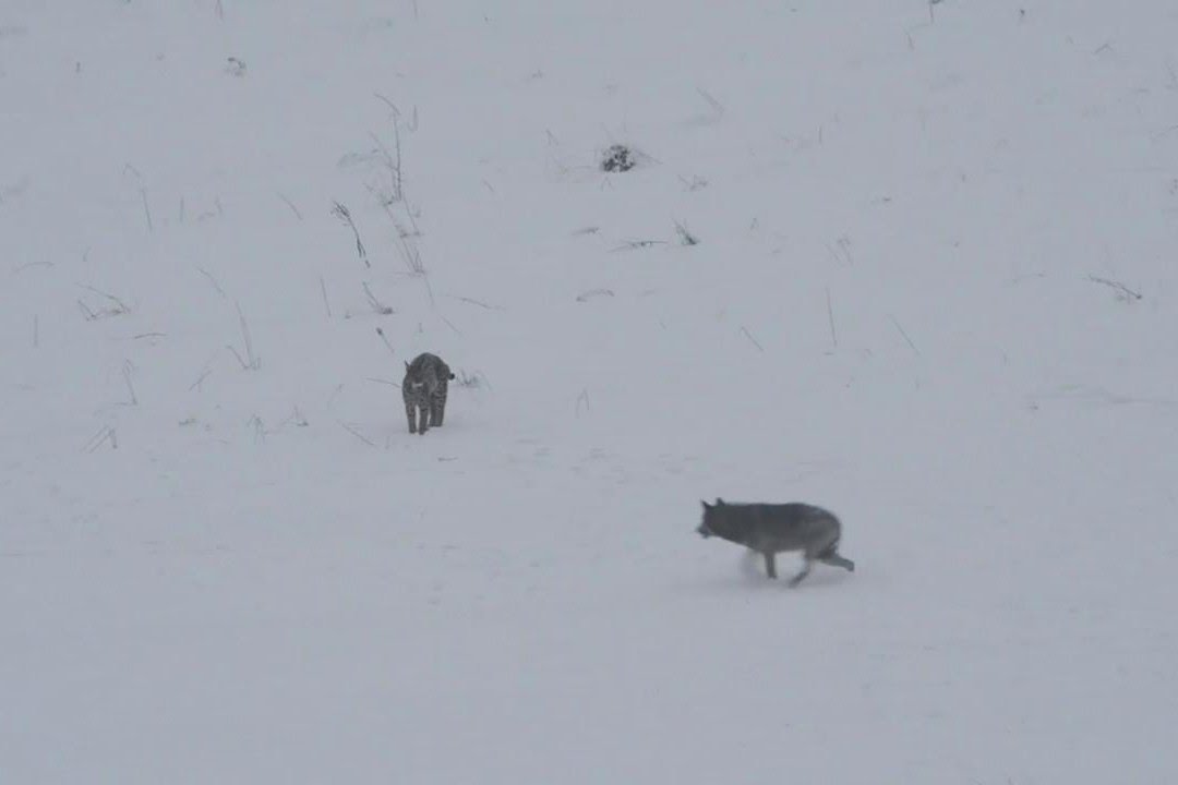 Bijzonder: wolf ontmoet lynx - YouTube