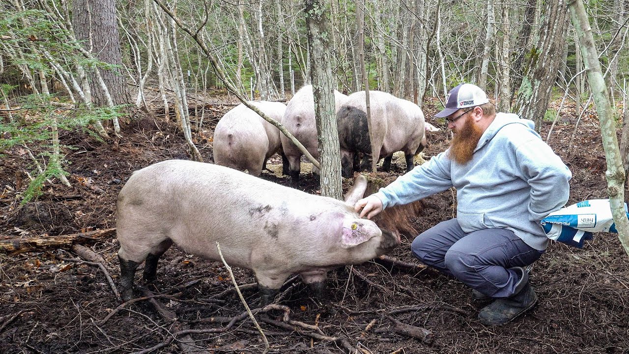 Why Are The Pigs Still Here? - YouTube