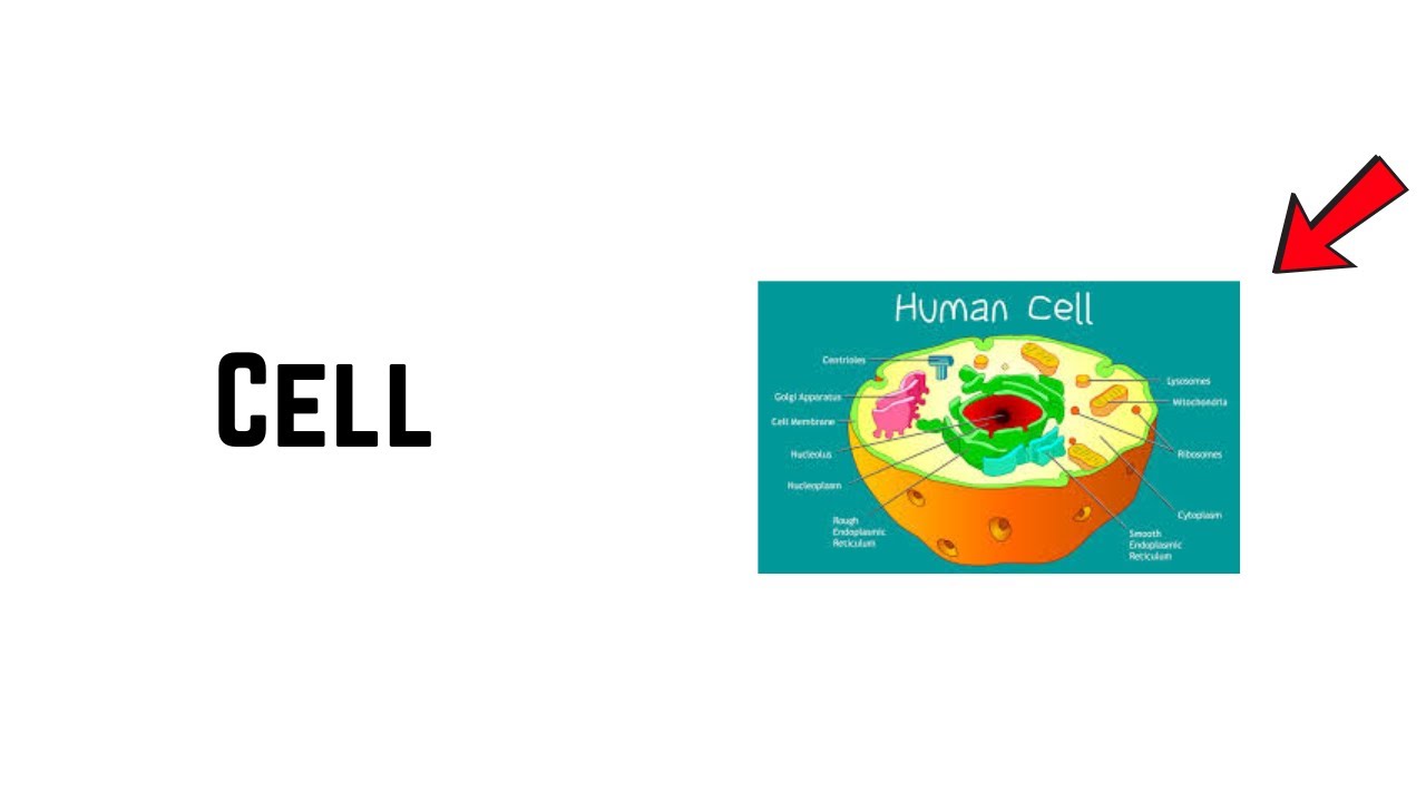 Unit 1 Cellular Organization of Plants and Anim Chapter 1 Cells - YouTube
