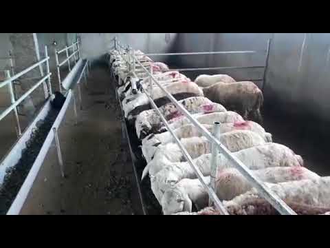 Manjunatha sheep and goat Farm Dacani and yalaga sheep ph 9740457338 ...