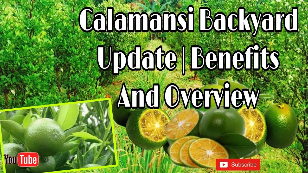 Calamansi Backyard Update | Benefits And Overview - YouTube