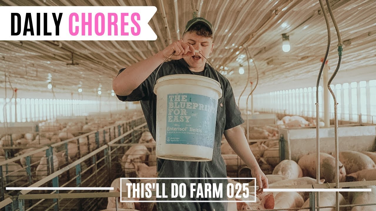How To Chore Pigs.. - YouTube