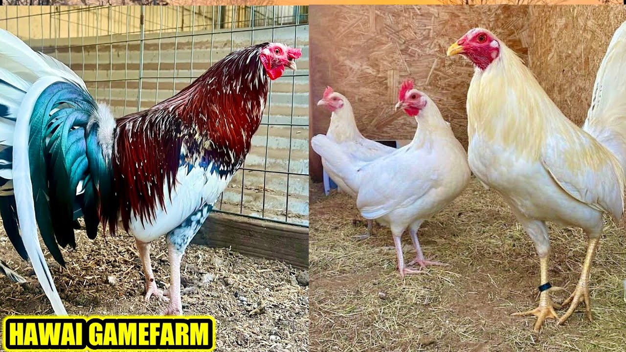 Spangled Hatch And White Sweater Kelso Albany | HAWAI GAMEFARM - YouTube