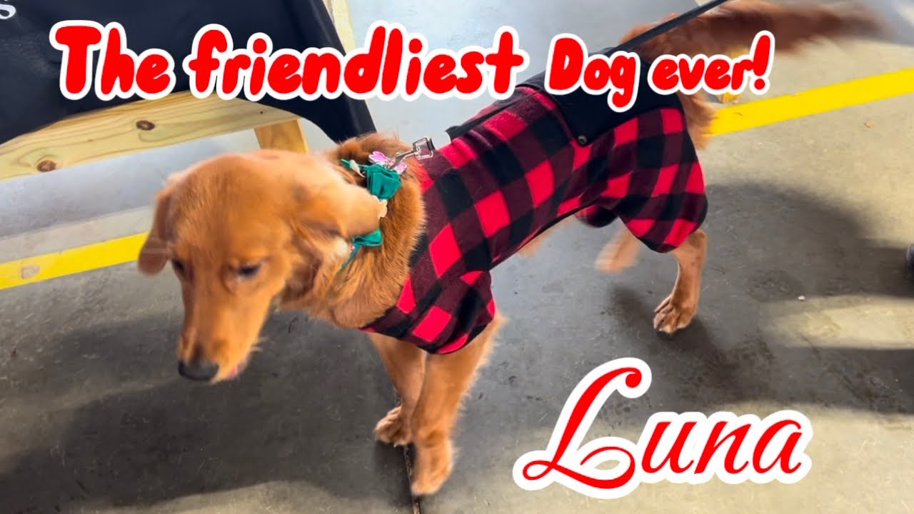 P-1 At webb road flea market nc with LUNA/ most friendly red golden ...