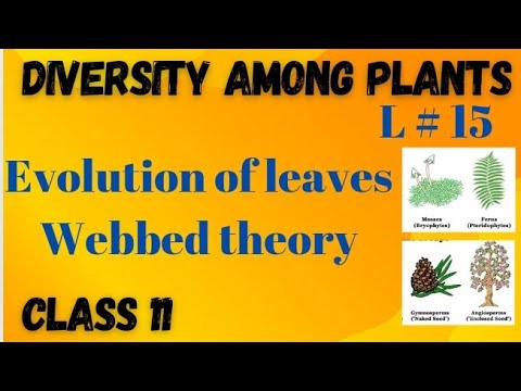 EVOLUTION OF LEAVES|| PART 2 || webed theory|| lecture 15 || class 11 ...