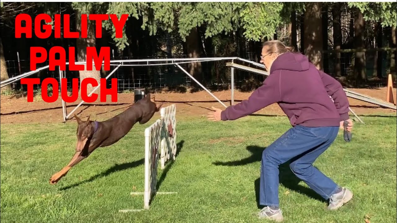 5 Palm Touch Hacks to Save Your Agility Q - YouTube