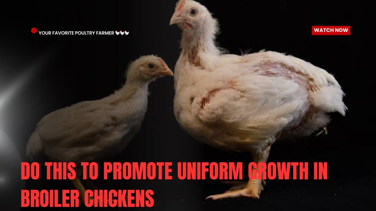 We Sorted Our Broiler Chickens to Avoid Stunted Growth and Promote ...