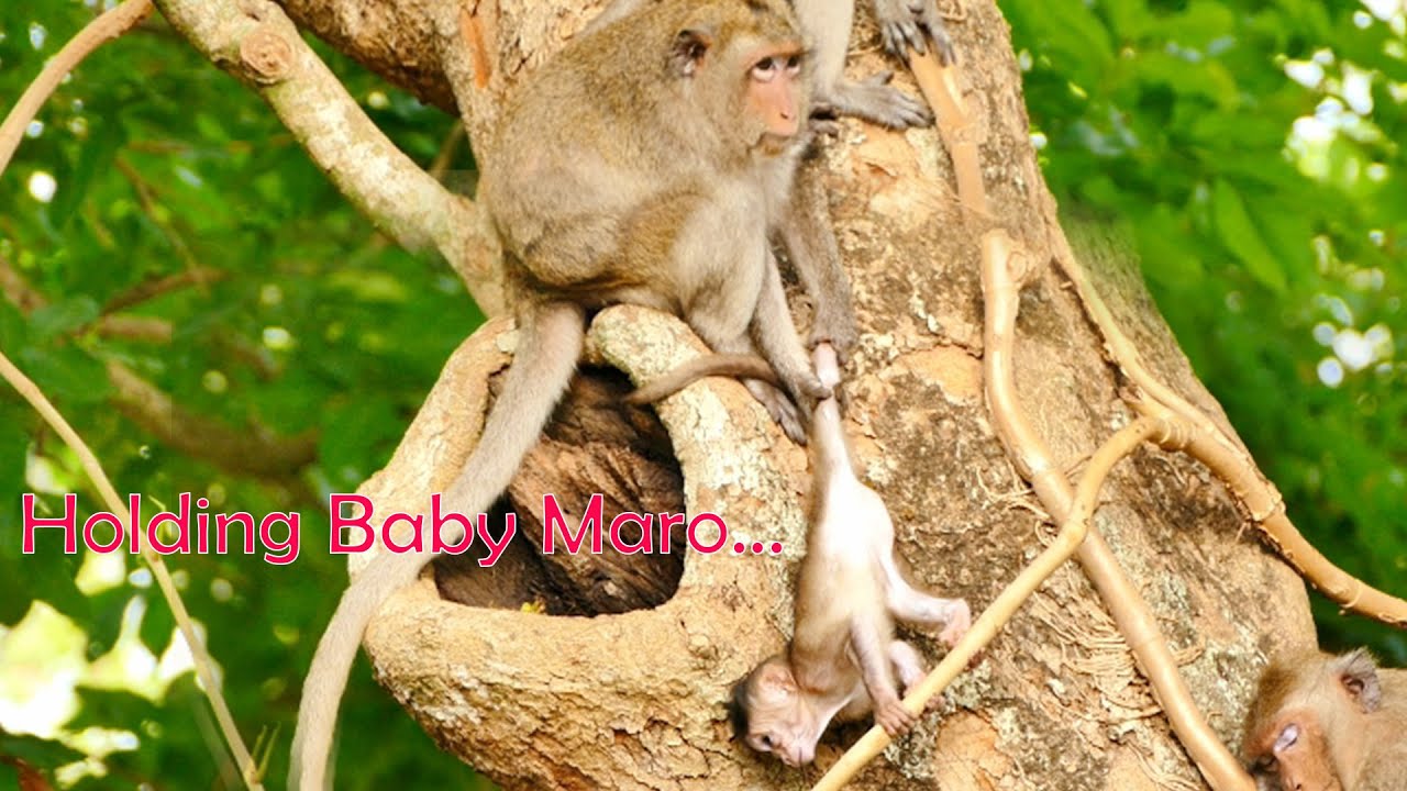 Admirable Mother Monkey Marila Concerning About The Most Safety of Maro ...