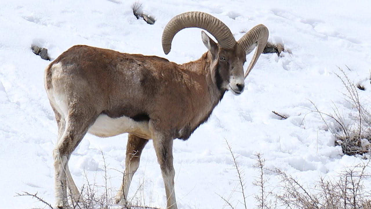 The Ladakh Urial’s Life at the Edge - YouTube