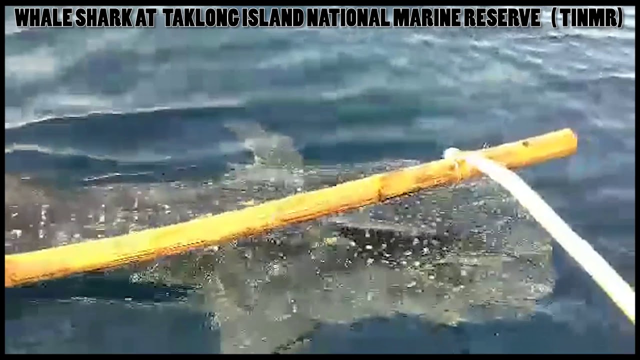 Whale Shark/Butanding sa Taklong Island National Marine Reserve (TINMR ...