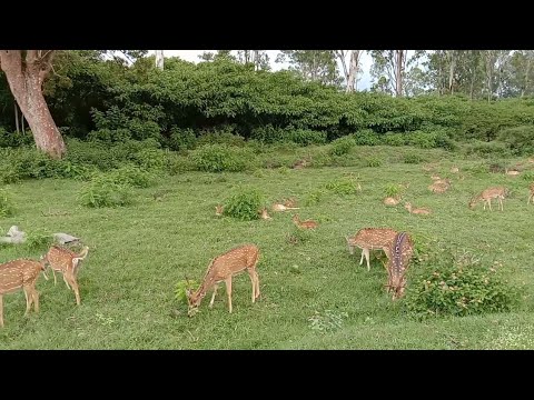 Bandipur National Park | Mysore To Ooty Road Bandipur | Six Days Tour ...
