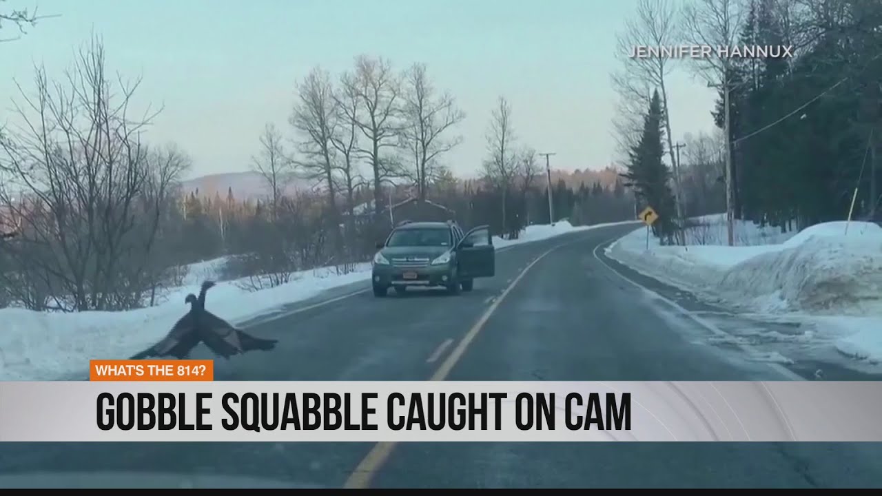 Must see: Gobble Squabble caught on cam - YouTube