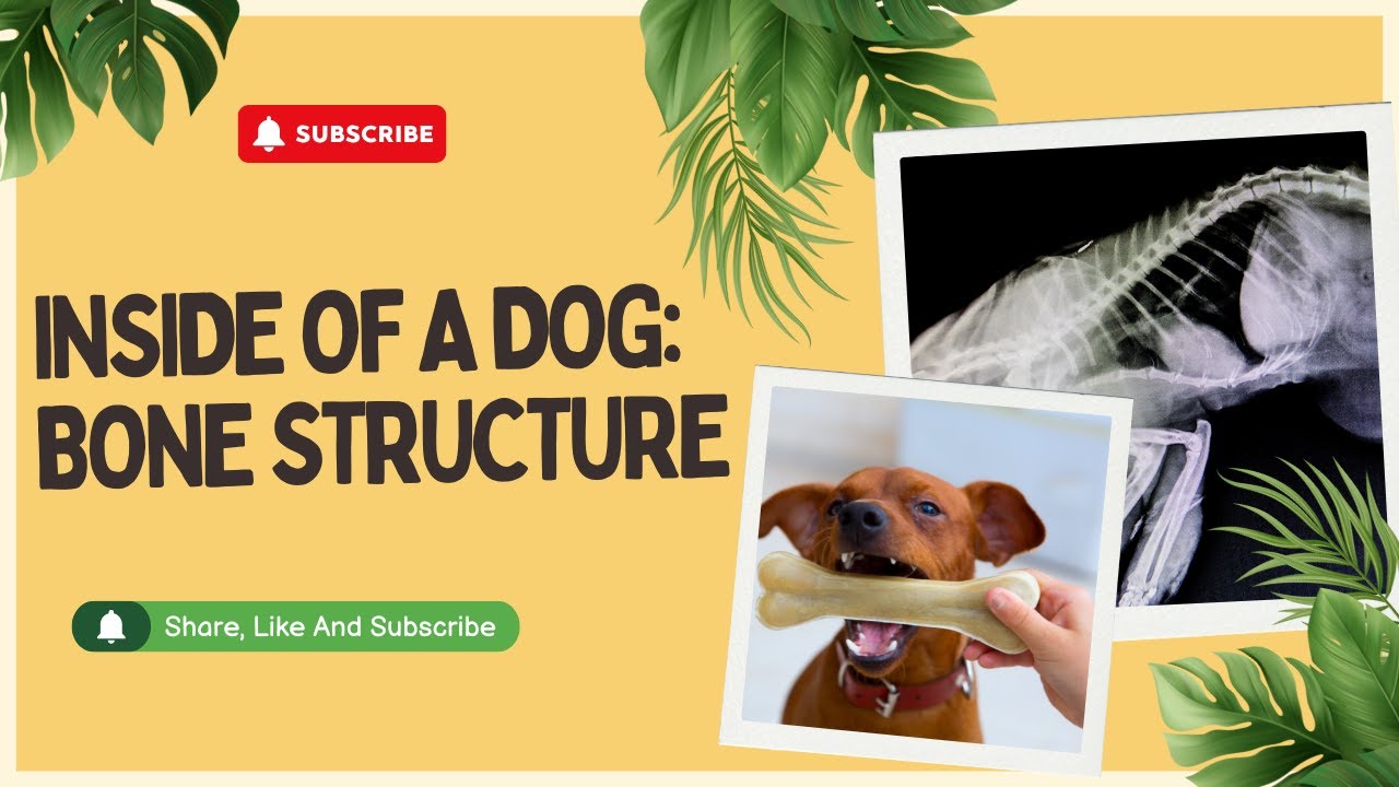 Inside of a Dog: Bone Structure - YouTube
