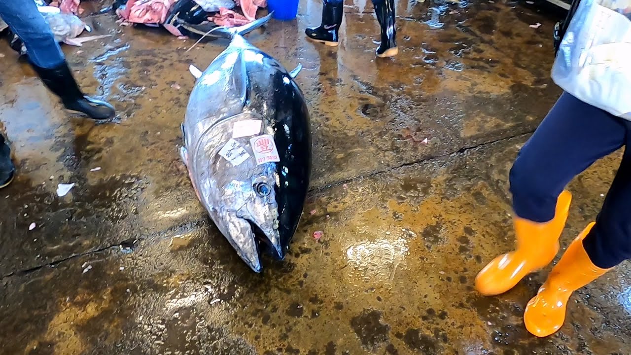 Master cuts bluefin tuna quickly in 5 minutes #bluefintuna #tuna - YouTube