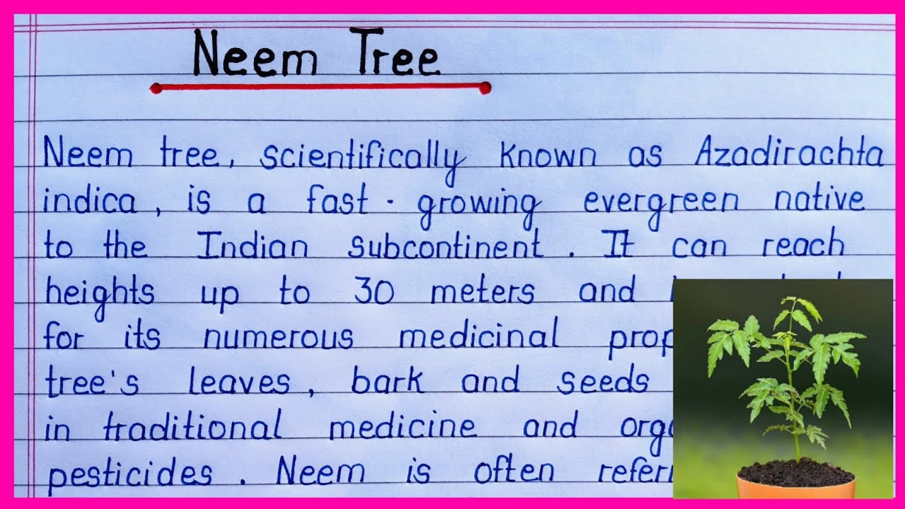 Essay on Neem Tree in English || Neem Tree Essay in English || About ...