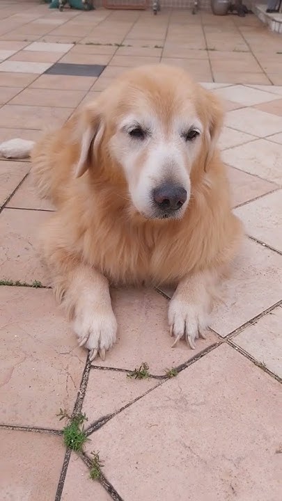 She ignored me and walked away #shortvideo #dogs #doglover - YouTube She ignored me and walked away #shortvideo #dogs #doglover - YouTube
